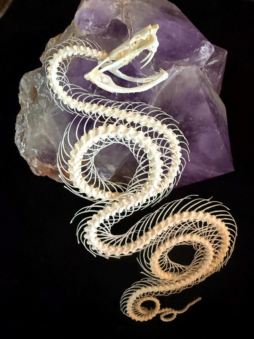 Preserved Double Coiled Snake Skeleton - White-lipped Pit Viper - Real ...
