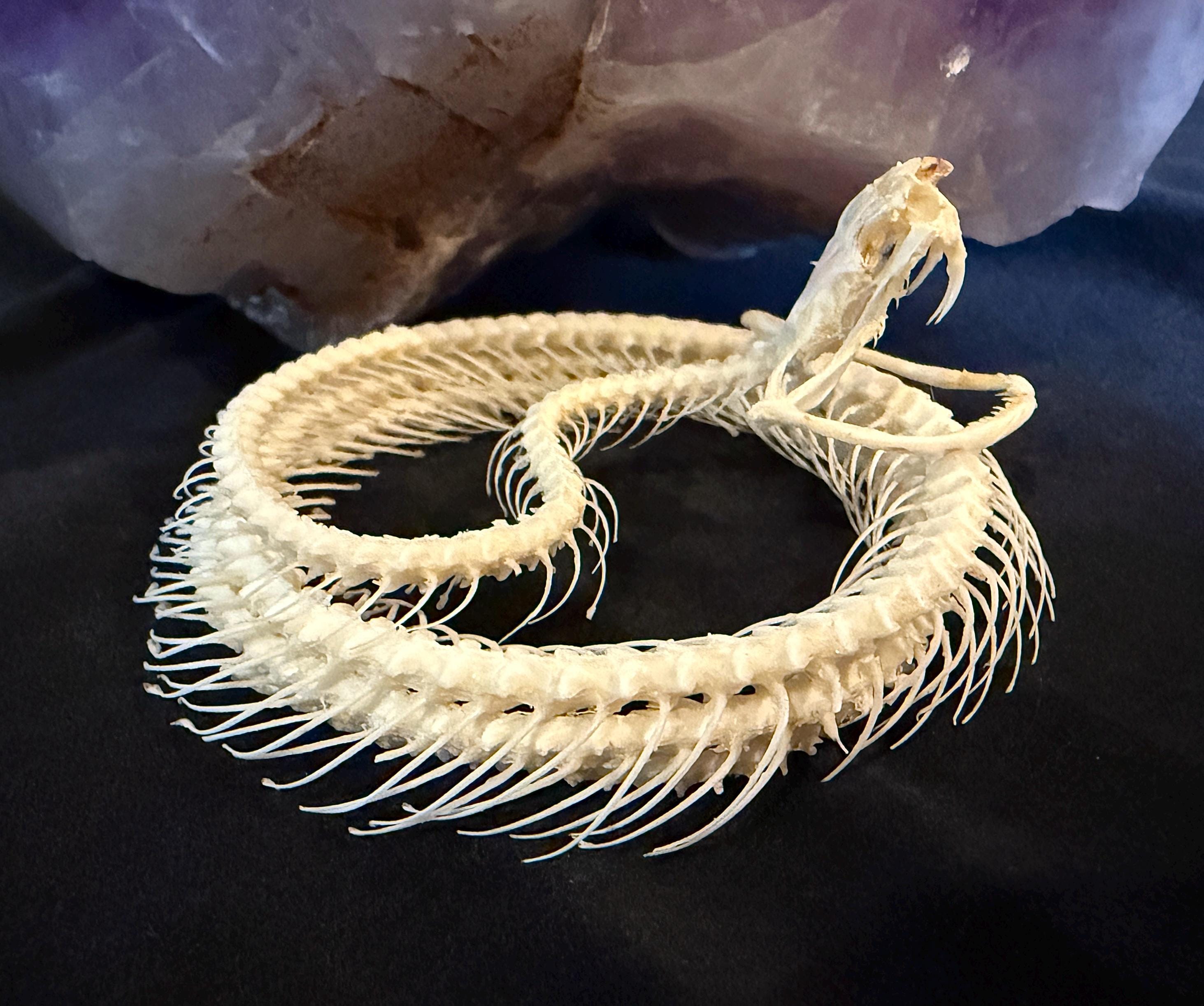 Preserved Snake Skeleton - White-lipped Pit Viper - Real Snake ...