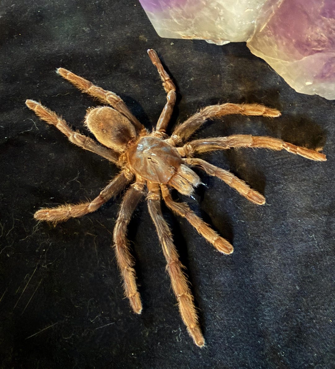 Preserved Tarantula - Real Specimen - Oddities - Etsy