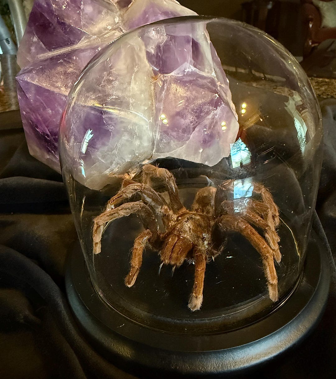 Preserved Tarantula in Glass Dome - Real Specimen - Oddities - Etsy