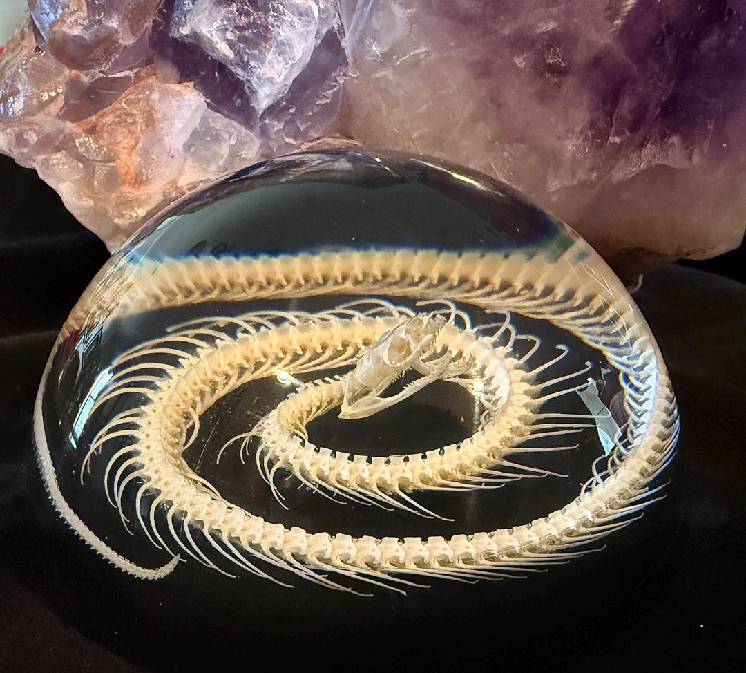 Preserved Snake Skeleton in Resin - Real Snake - Oddities - Coiled ...