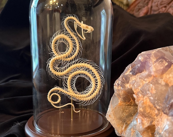 Preserved Double Coiled Snake Skeleton in Dome - White-lipped Pit Viper ...