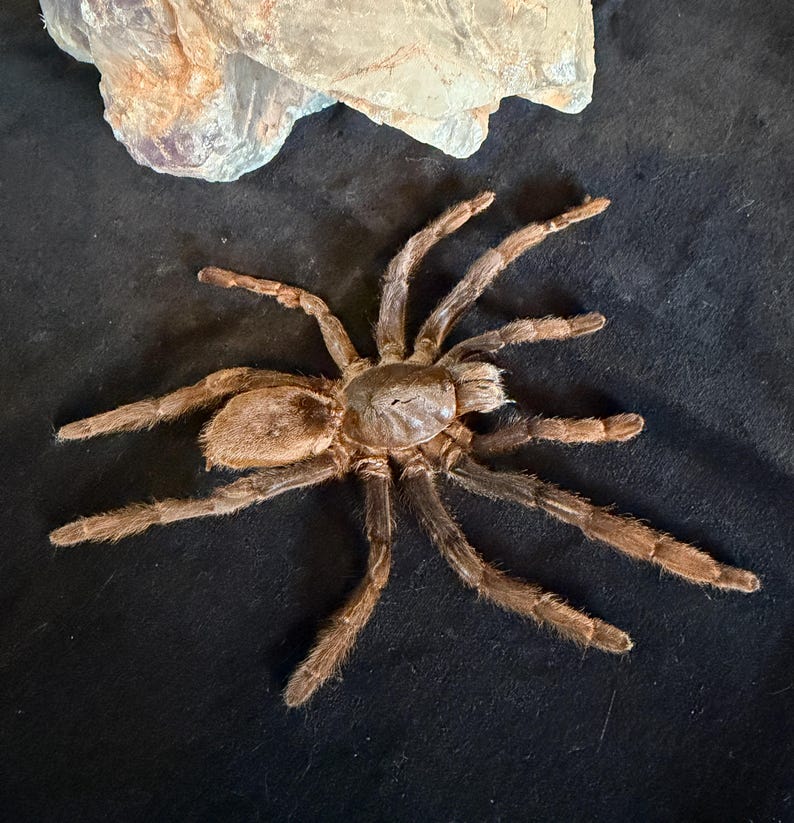 Preserved Tarantula - Real Specimen - Oddities - Etsy