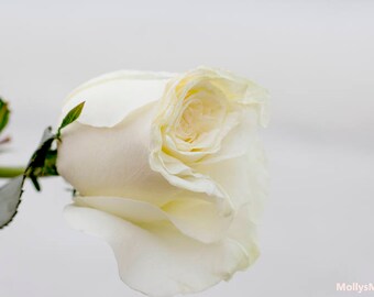 Fine Art Photography Home and Commercial Wall Art by MollysMuses