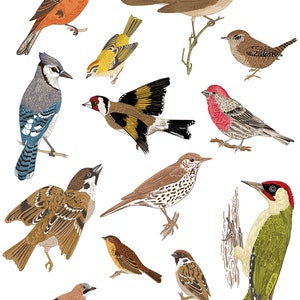 Birds, Birds, Birds Collage Papers Instant Download 5 Pages, Shawn ...