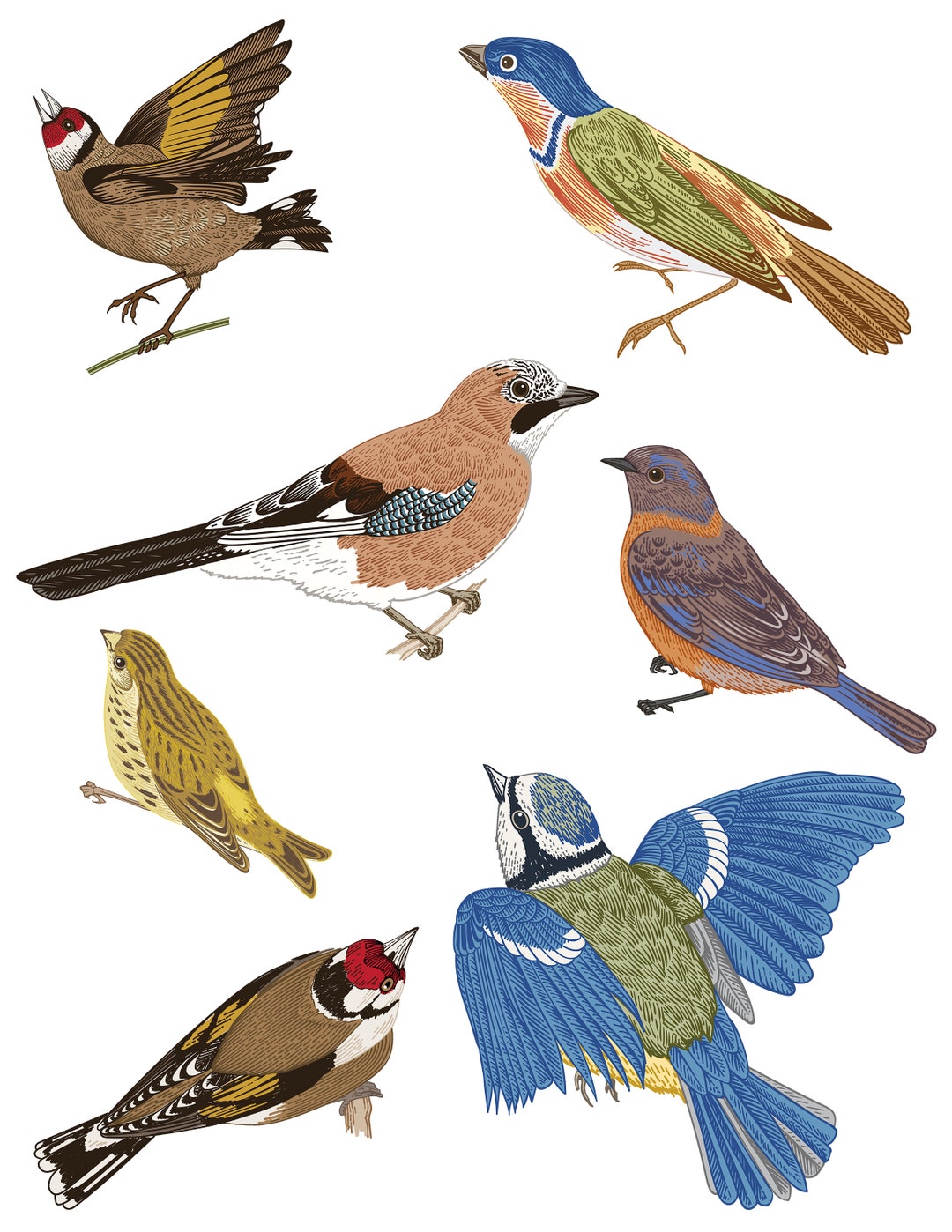 Birds, Birds, Birds Collage Papers Instant Download 5 Pages, Shawn ...