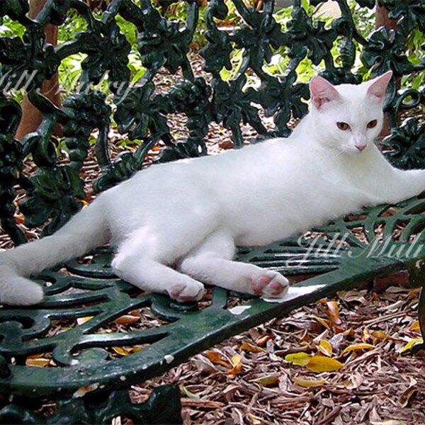 Hemingway Cat - Etsy