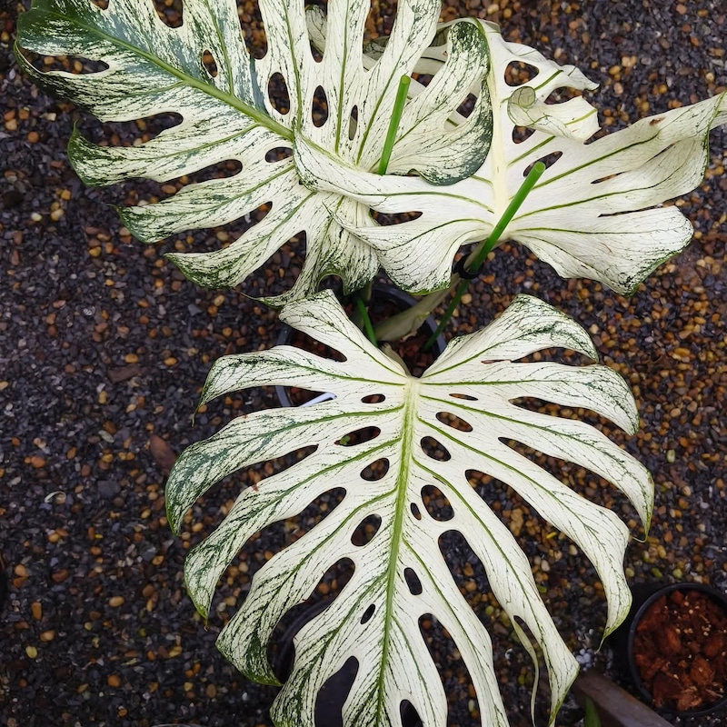 Devil White Monster - Etsy