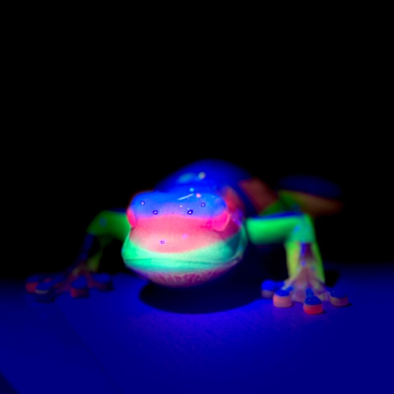 Frog Night Light - Etsy