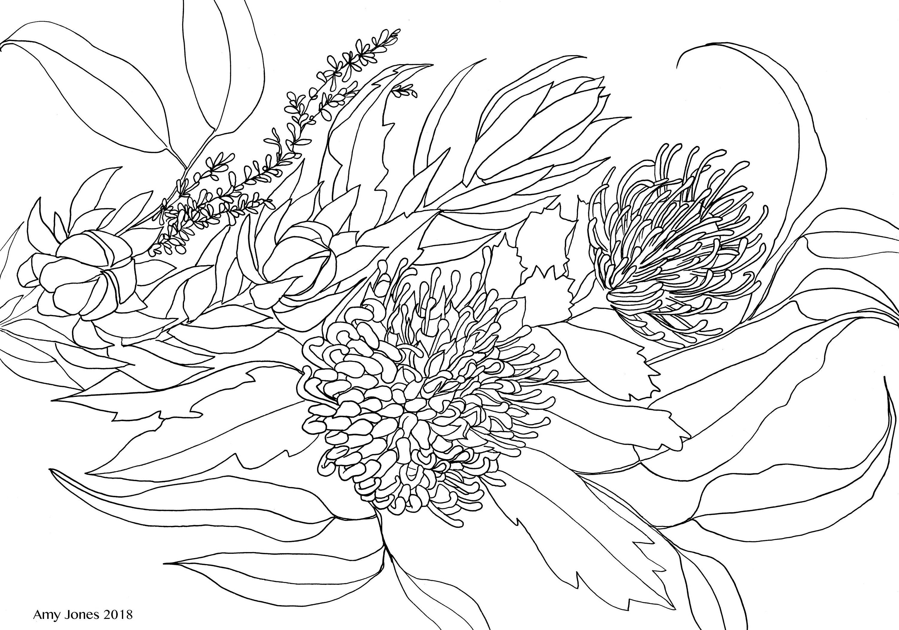 Australiana Waratah Colouring Digital Download - Etsy Australia