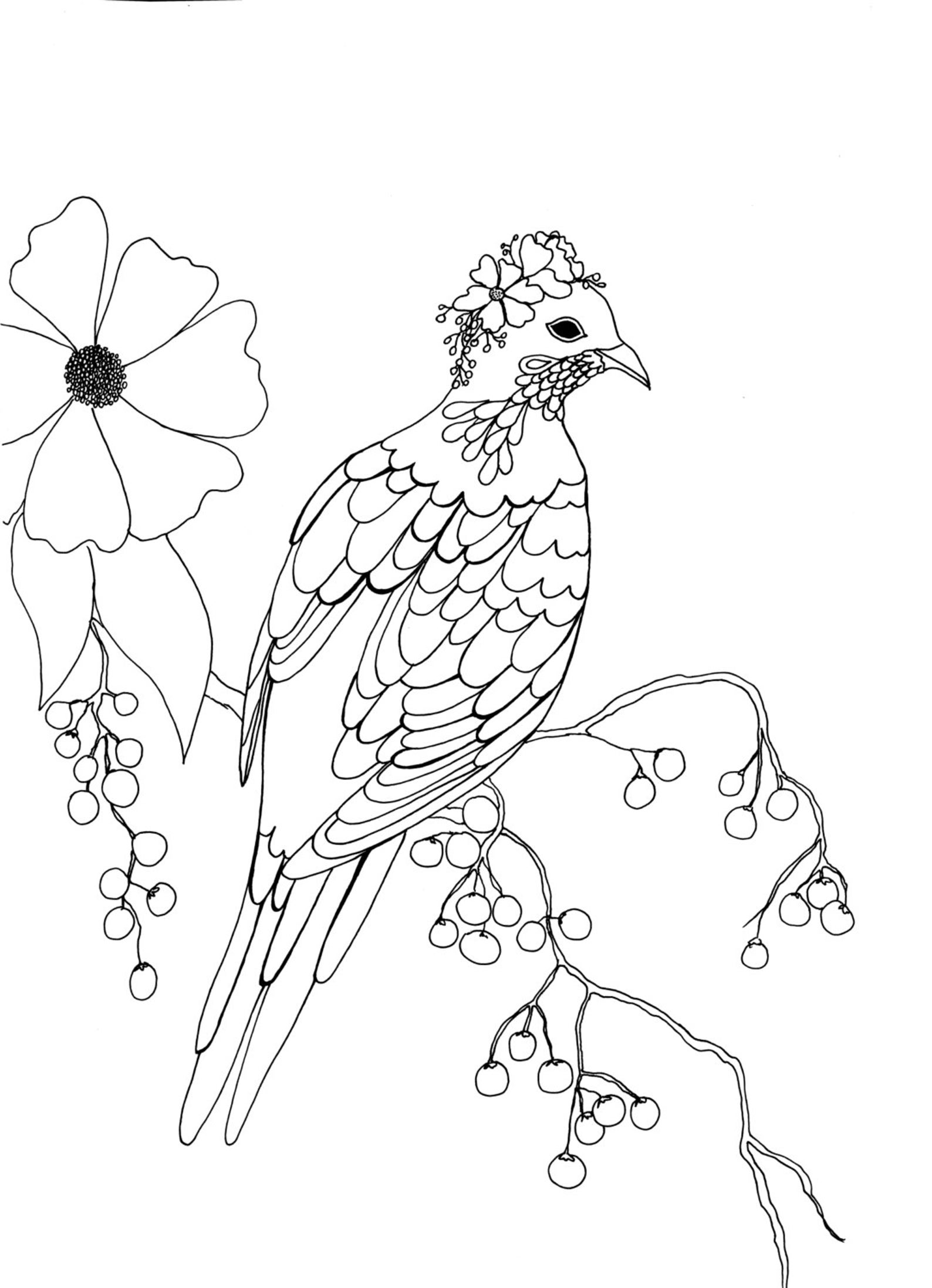 Fancy Pigeon With Berries Colouring Page - Etsy Australia