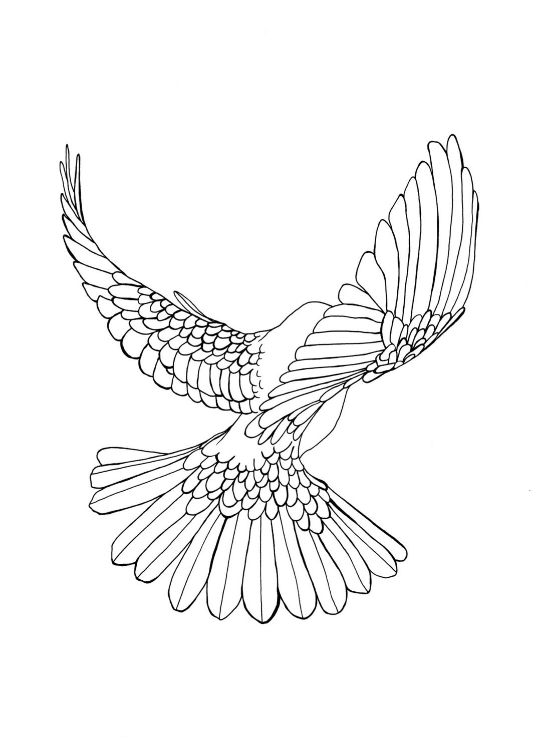 Fly Free - Bird in Flight Colouring Page - Etsy