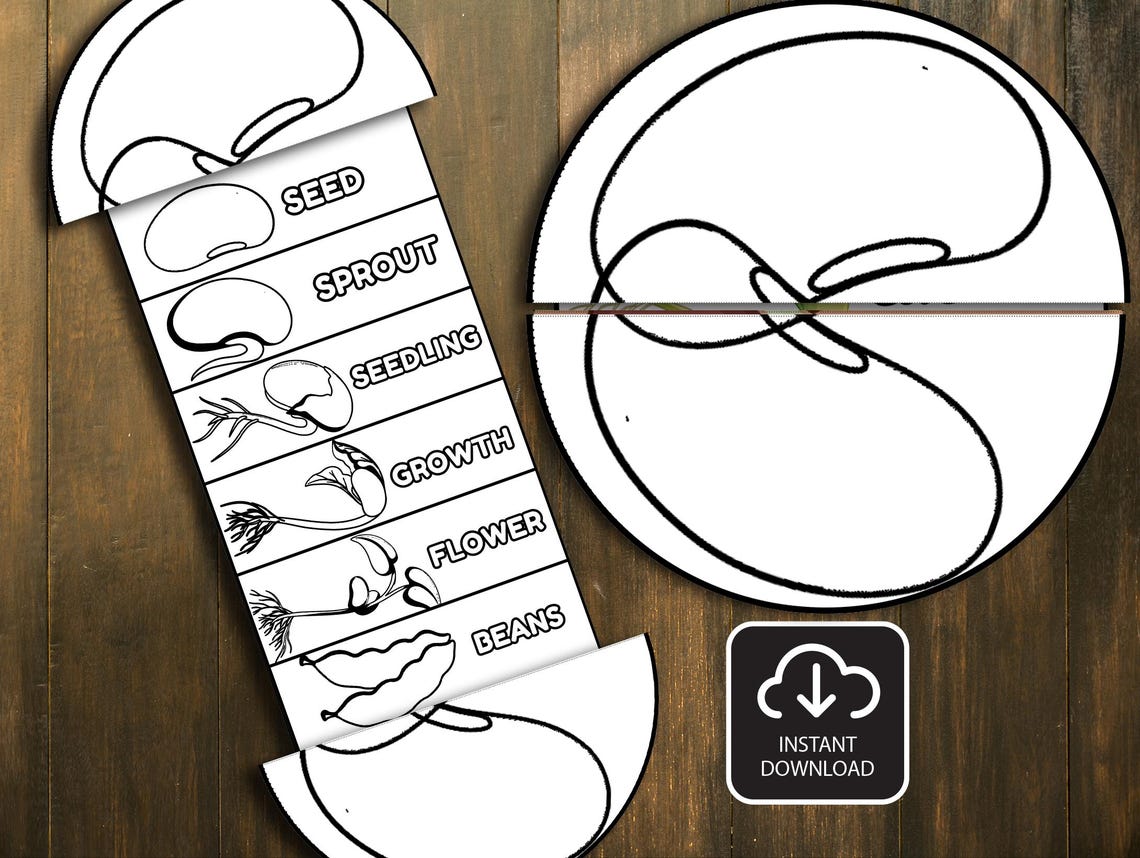 Bean Plant Life Cycle, Life Cycle of a Bean Plant Foldable Kids' Craft ...