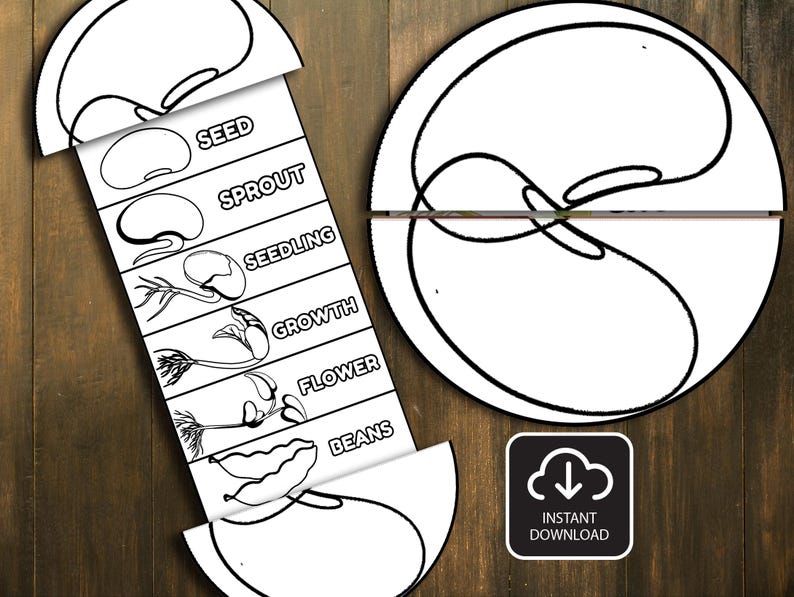 Bean Plant Life Cycle, Life Cycle of a Bean Plant Foldable Kids' Craft ...