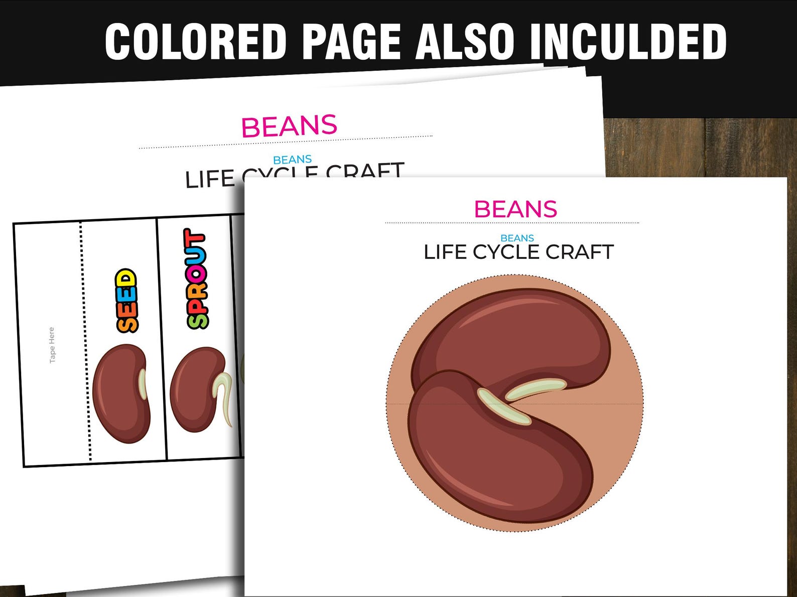 Bean Plant Life Cycle, Life Cycle of a Bean Plant Foldable Kids' Craft ...