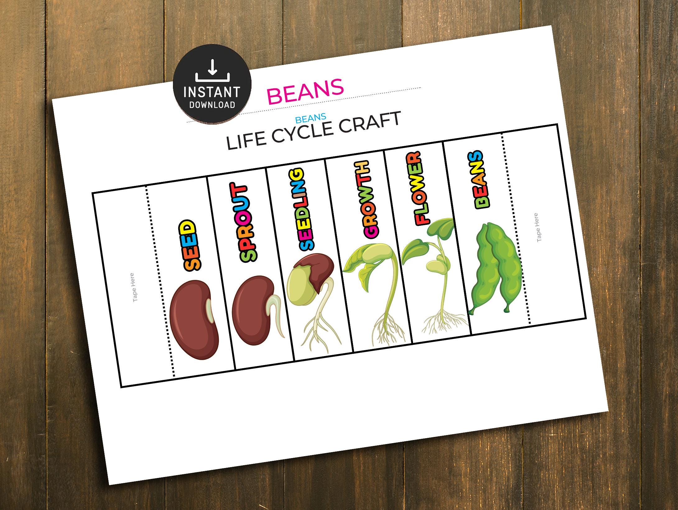 Bean Plant Life Cycle, Life Cycle of a Bean Plant Foldable Kids' Craft ...