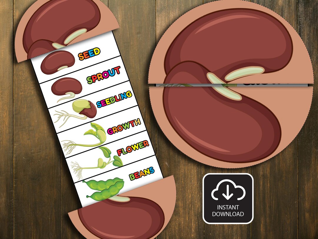 Bean Plant Life Cycle, Life Cycle of a Bean Plant Foldable Kids' Craft ...