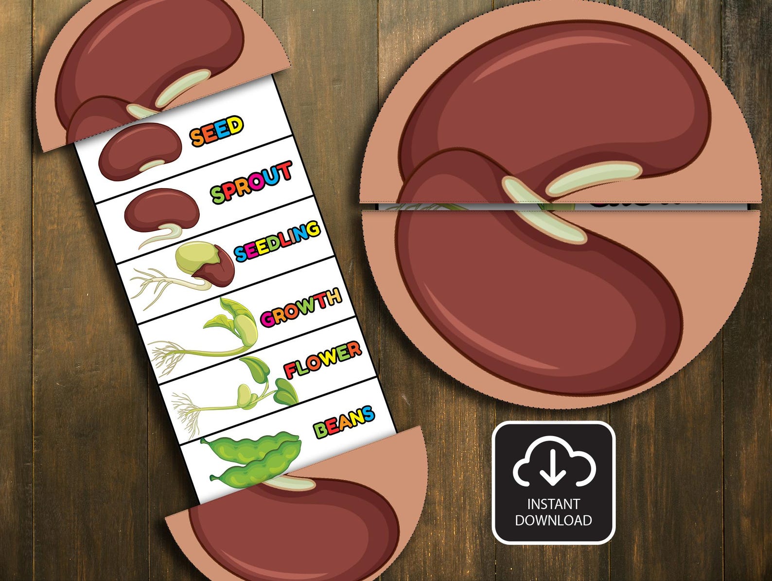Bean Plant Life Cycle, Life Cycle of a Bean Plant Foldable Kids' Craft ...