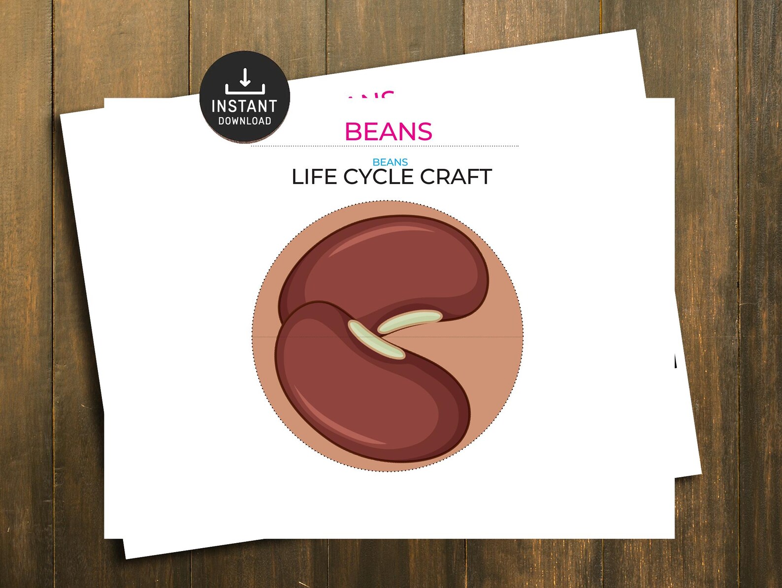 Bean Plant Life Cycle, Life Cycle of a Bean Plant Foldable Kids' Craft ...