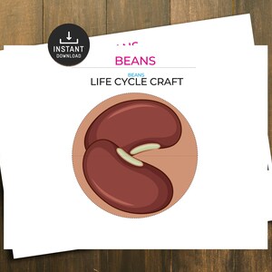 Bean Plant Life Cycle, Life Cycle of a Bean Plant Foldable Kids' Craft ...