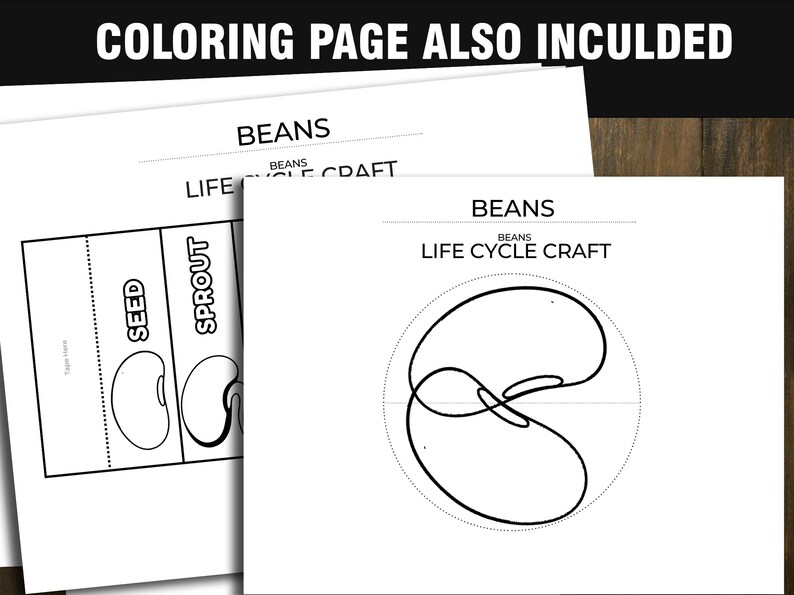 Bean Plant Life Cycle, Life Cycle of a Bean Plant Foldable Kids' Craft ...