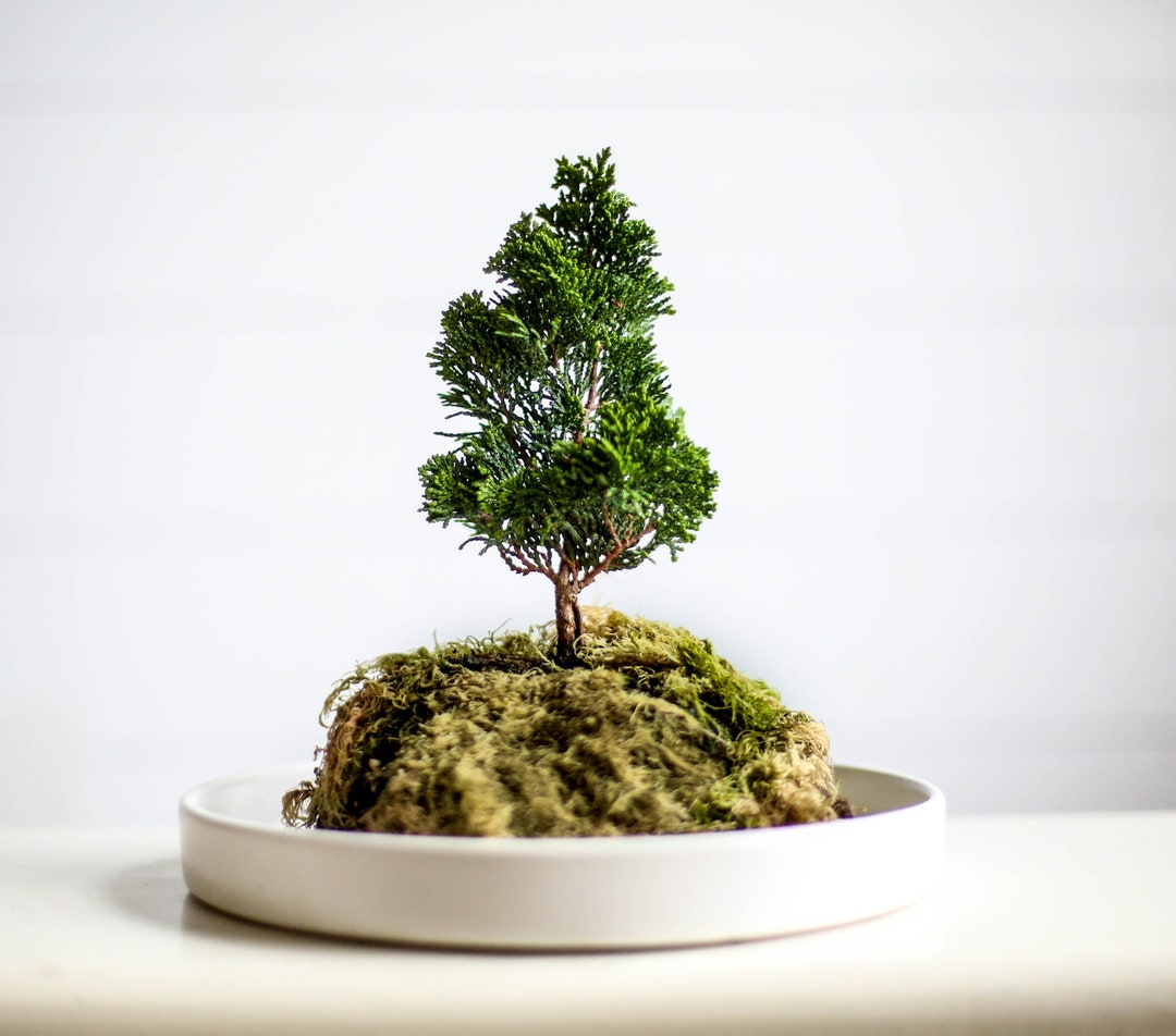 Modern Minimalist Bonsai Kit - Etsy