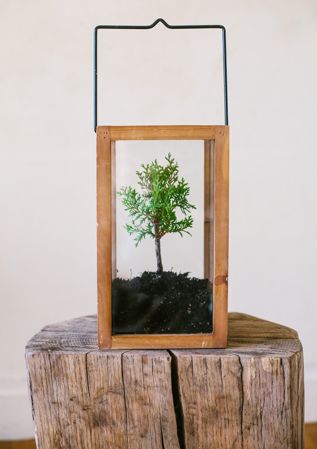 Miniature Tree Terrarium Kit - Etsy