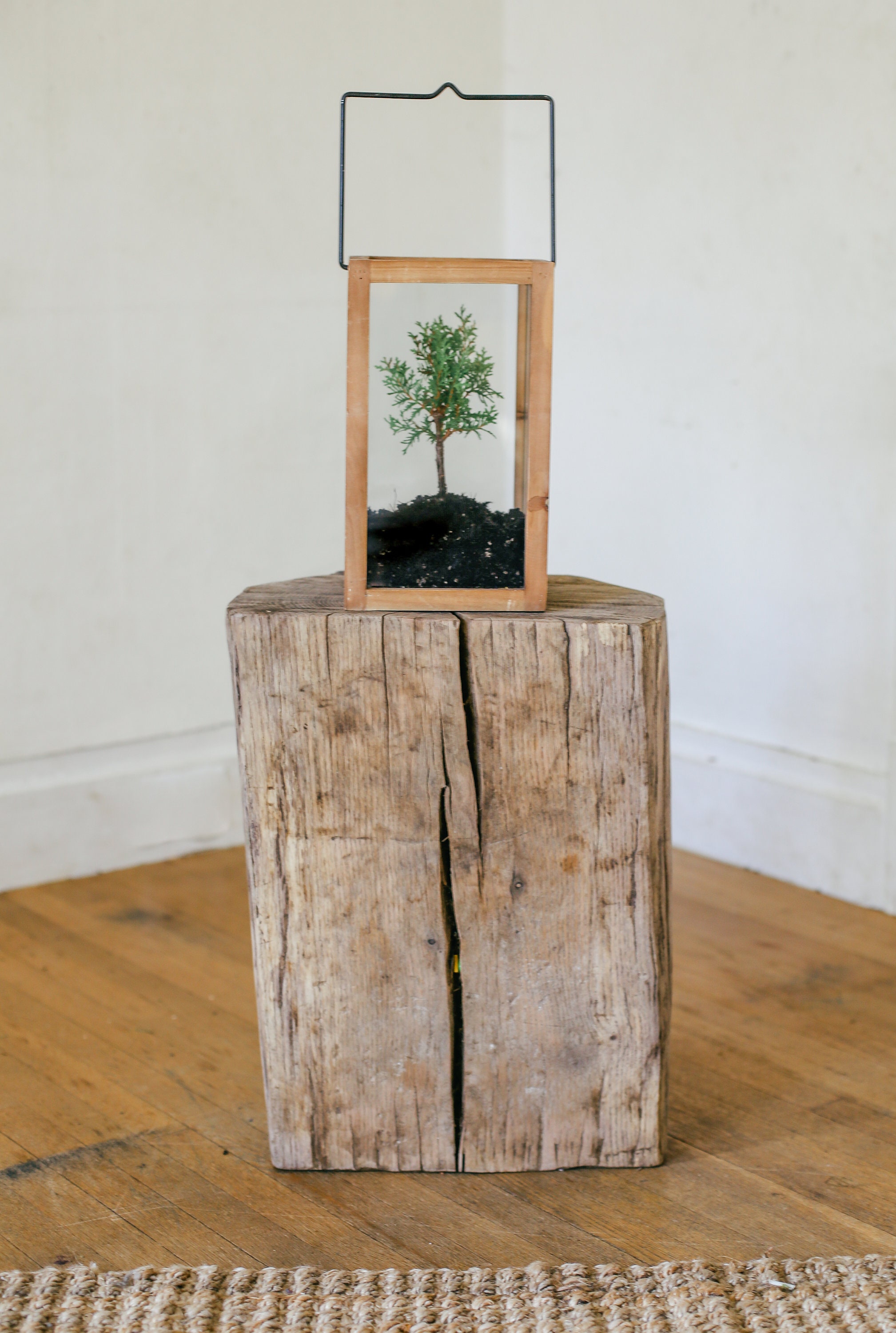 Miniature Tree Terrarium Kit - Etsy