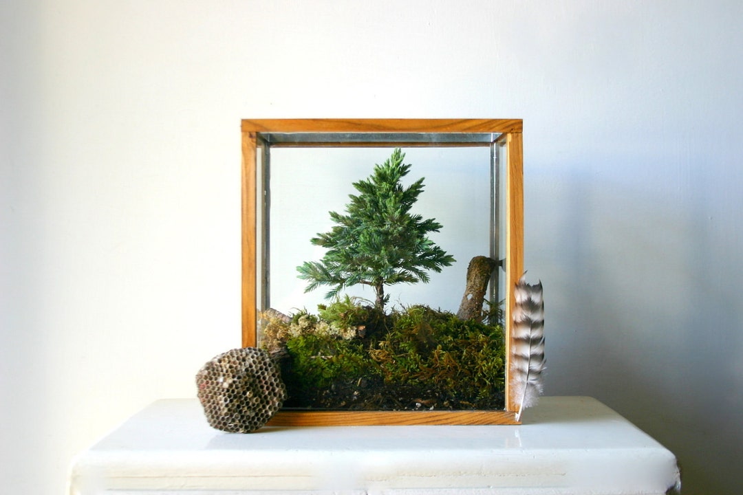 Miniature Tree Terrarium Kit - Etsy