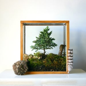 Miniature Tree Terrarium Kit - Etsy