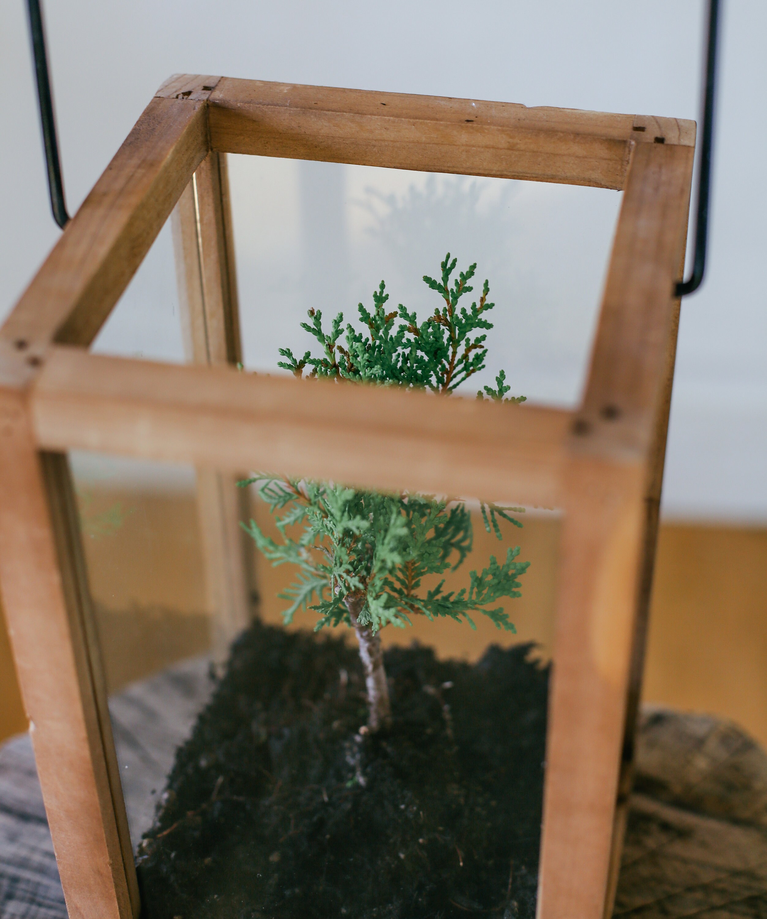 Miniature Tree Terrarium Kit - Etsy
