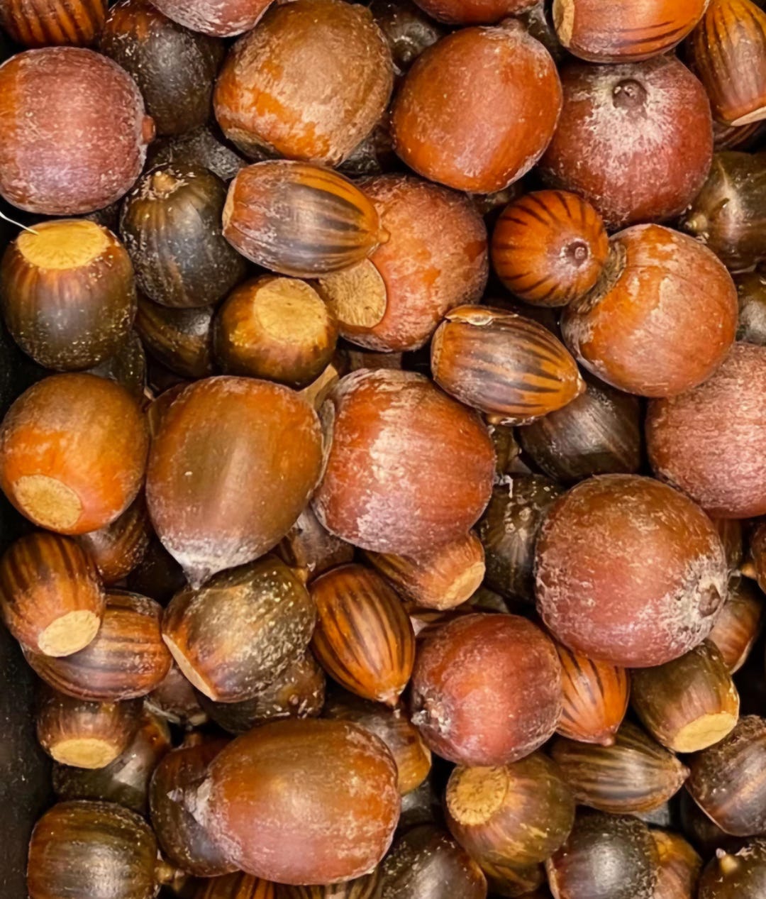 Bulk Acorns for Feed, Flour, Crafts, Etc. - Etsy