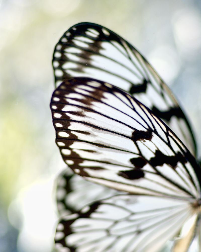 Butterfly photography black white wings insect spring | Etsy