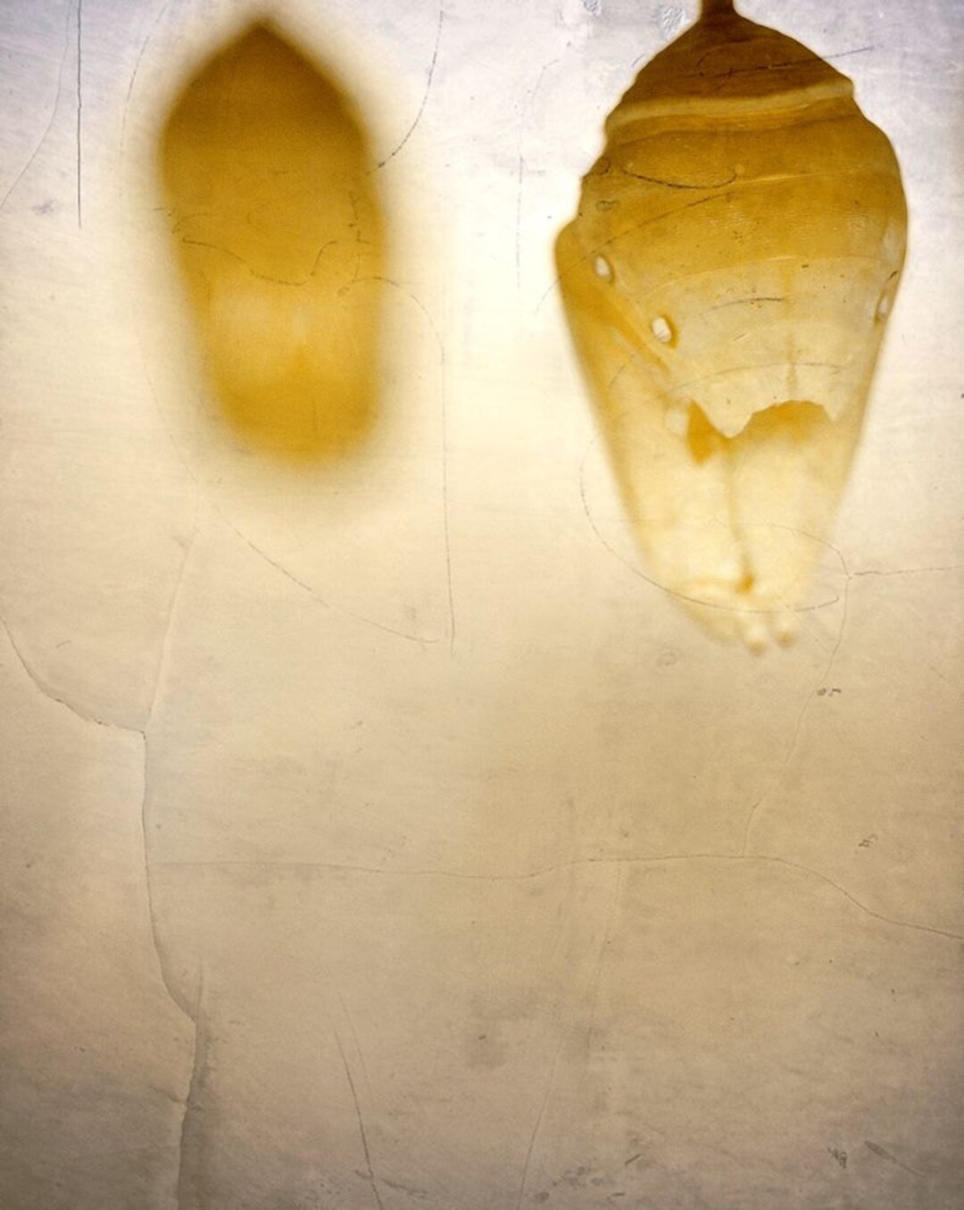 Cocoon Photography, Butterfly Print, Spring Wall Art, Nature, Botanical ...