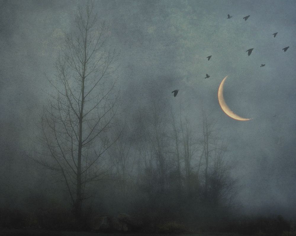 Surreal Landscape Photography, Rustic Decor, Birds, Crescent Moon ...