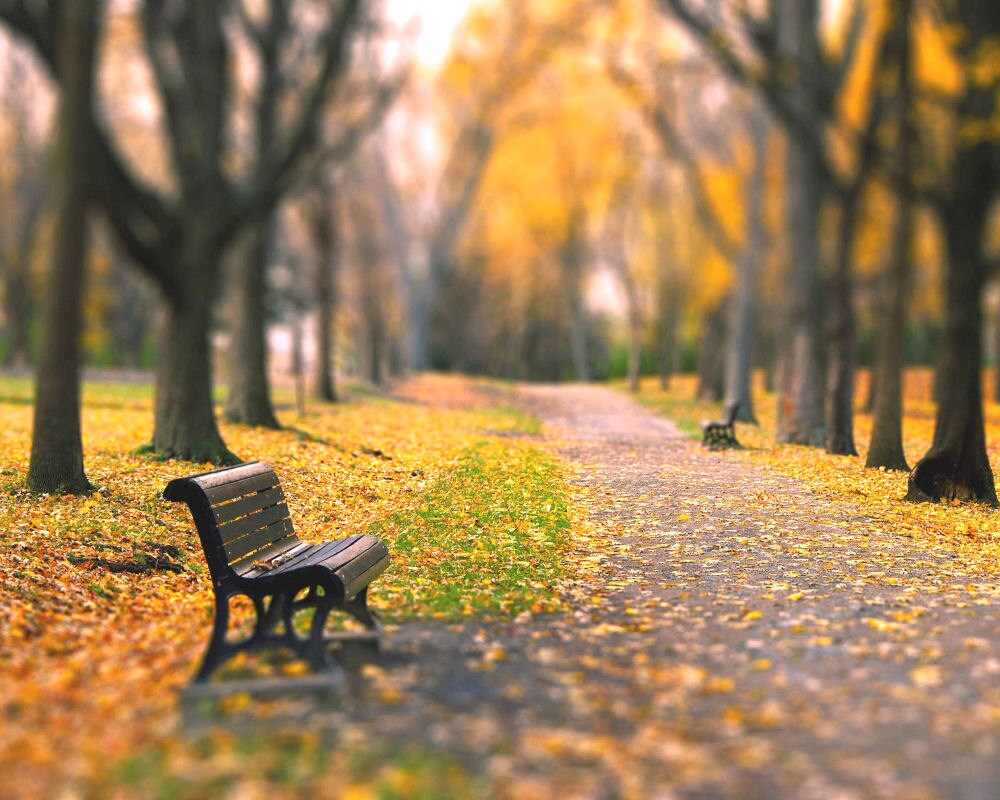 Autumn Landscape Photography, Fall, Park Bench, Nature, Yellow, Golden ...