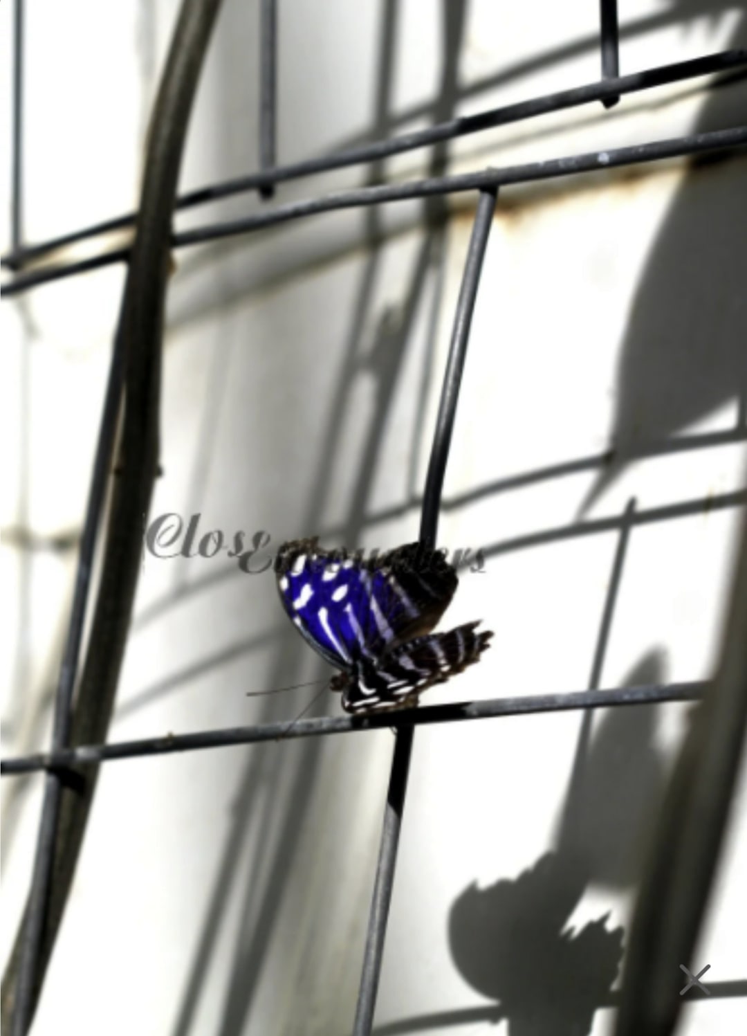 Butterfly and Shadow - Fine Art Photography Print 5"x7" - Abstract ...