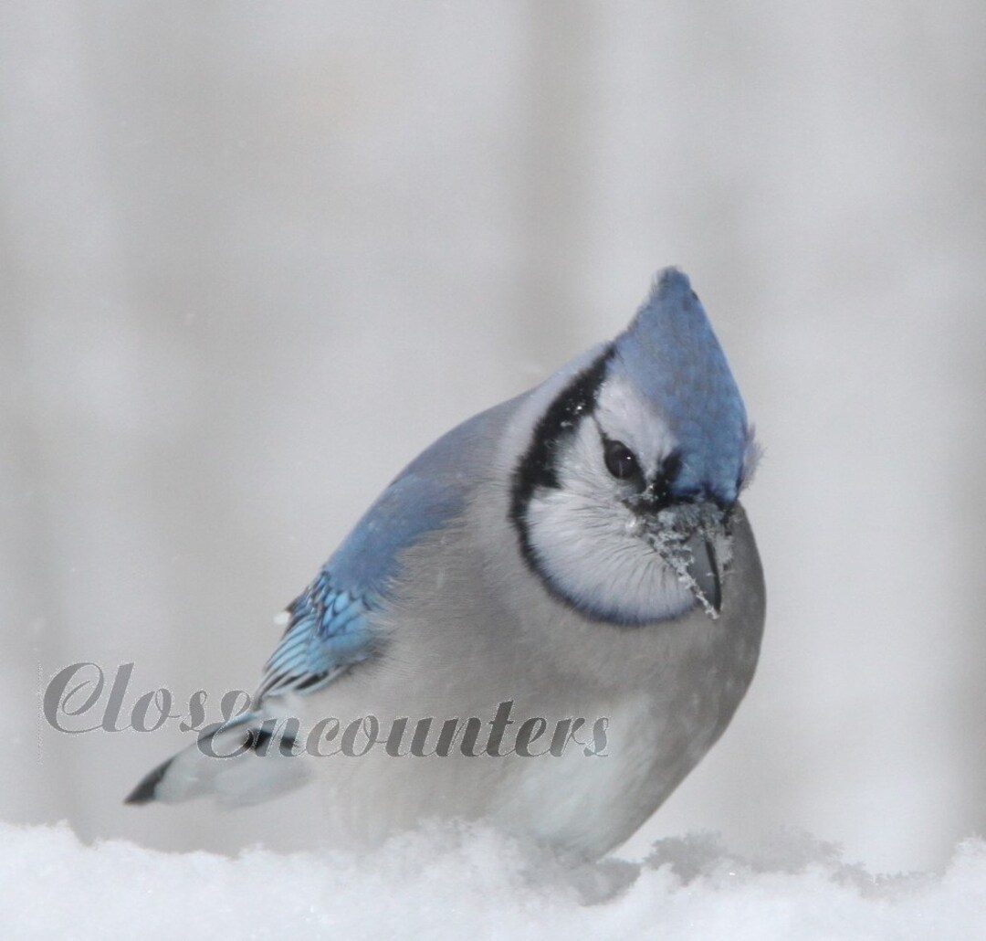 Baby Blue Jay Bird