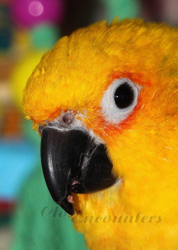 Jenday Conure Parrot