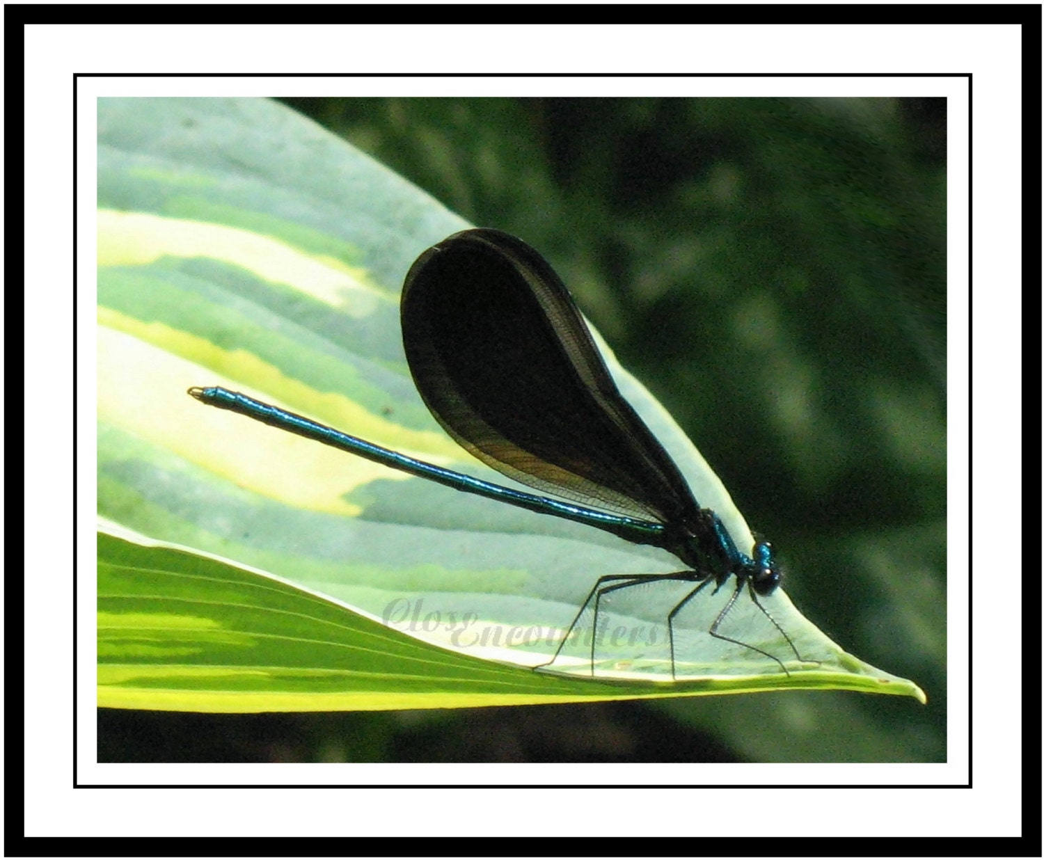 Damselfly Photography Print Wall Art Home Decor Odonata Black Winged ...