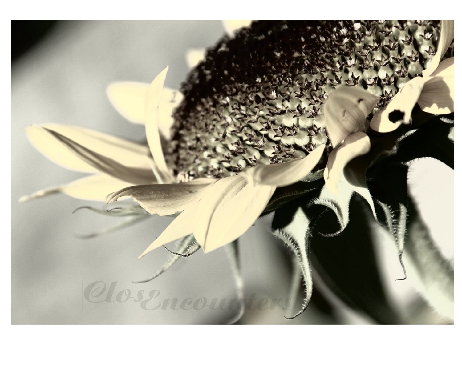 Sunflower - Sepia Black and White 10x8 - Macro Fine Art Photograph ...