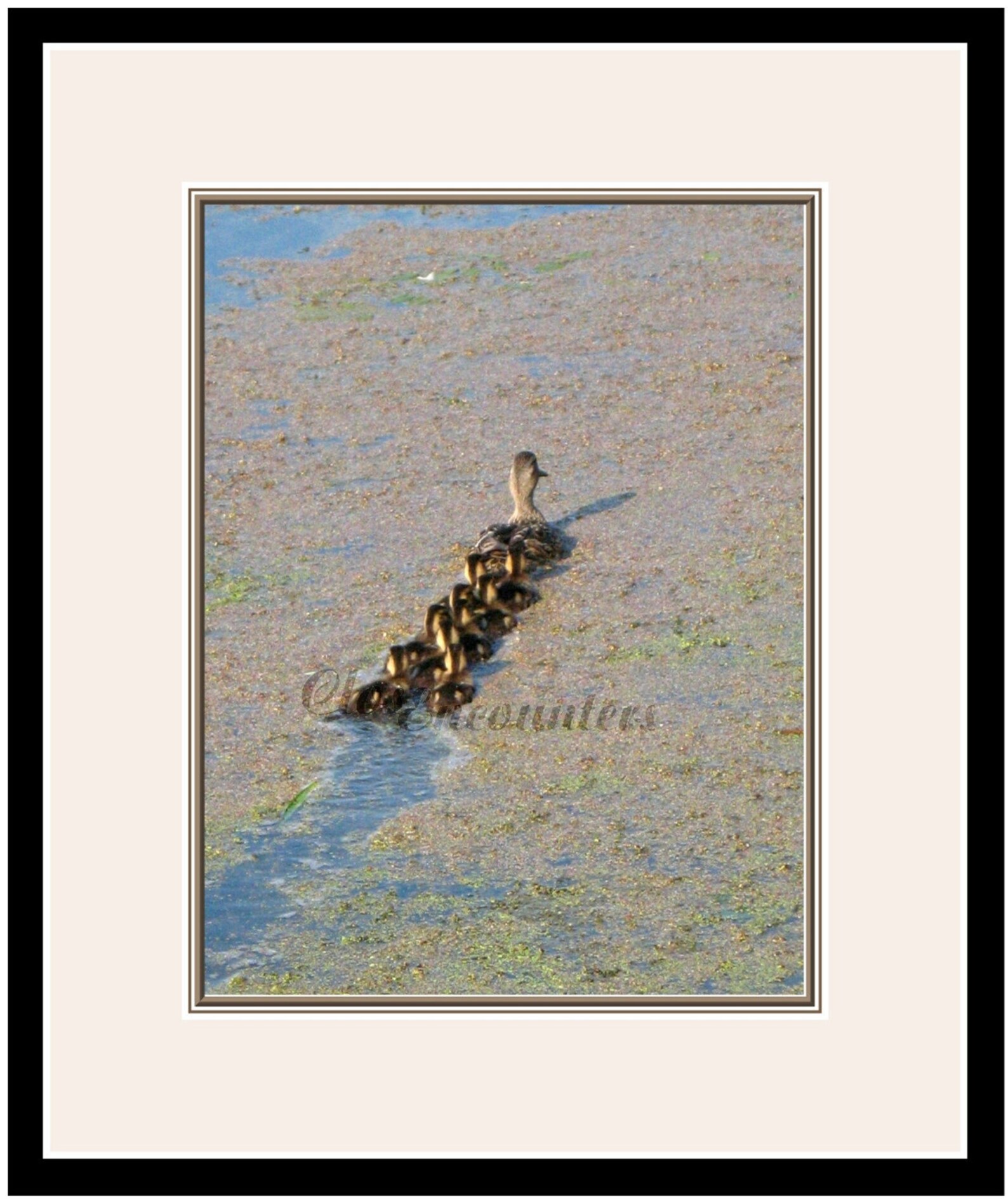 Ducks in a Row - Photography Print Kids Room Wall Art Home Decor Baby ...