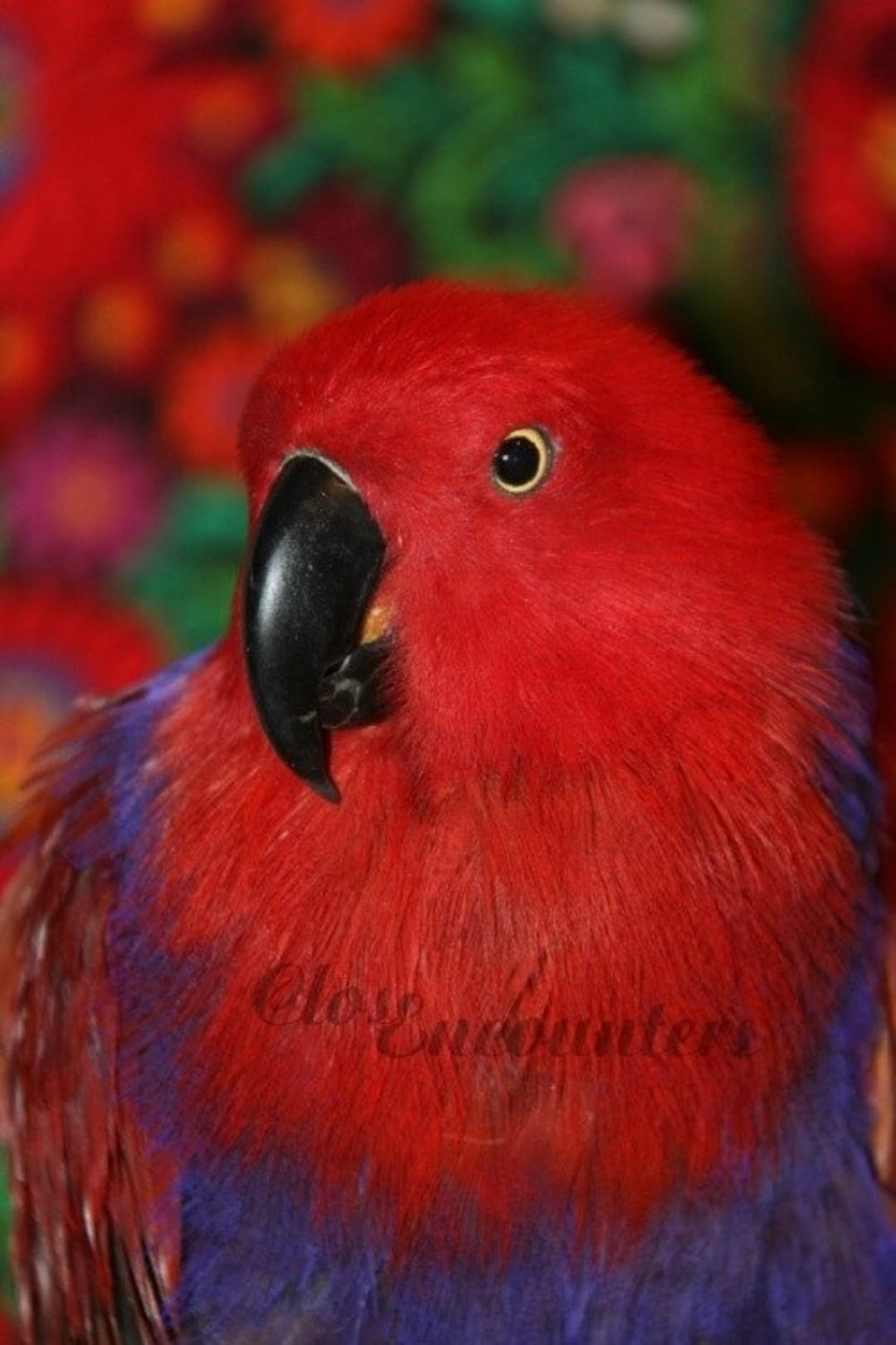 Lady in Red - Eclectus Parrot Bird Portrait Photography Print Home ...
