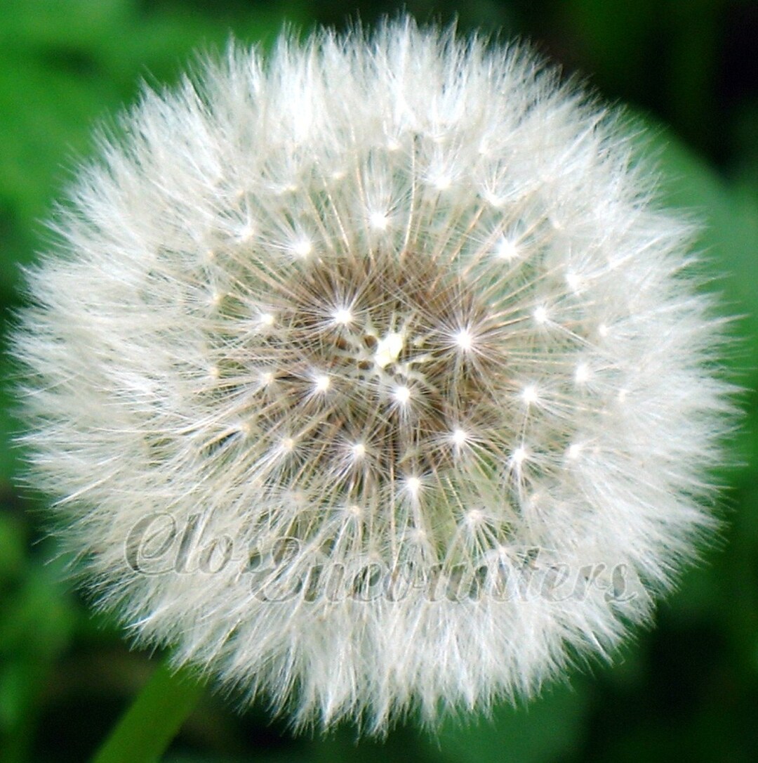 Parachute Ball - Dandelion Macro Fine Art Photography Print 8"x8 ...