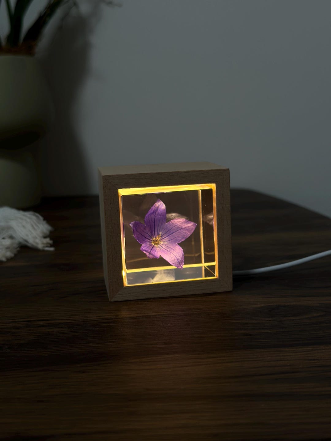 Real Platycodon Grandiflorus Flower Lamp, Real Balloom Flower ...