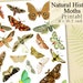 Moths Printable Digital Collage Sheet, Colorful Moth Clipart, Natural ...