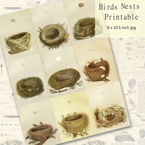 Bird Nests Printable Vintage Watercolor Natural History Illustrations ...