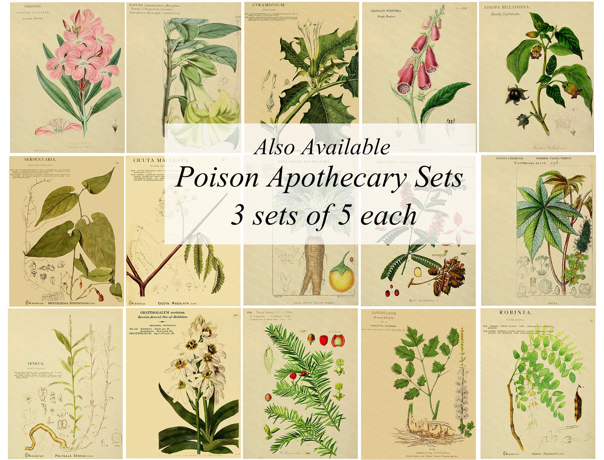 5 x 7 inch Images Poison Apothecary Printables Medicinal Herbal Botany ...