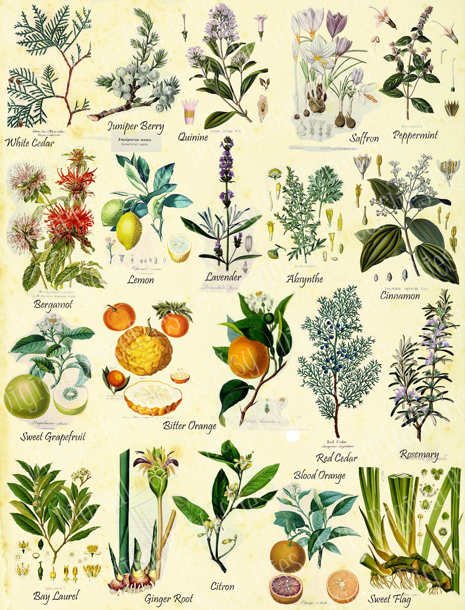 Apothecary Herbs Printable Aromatics and Bitters Botanical Collection ...