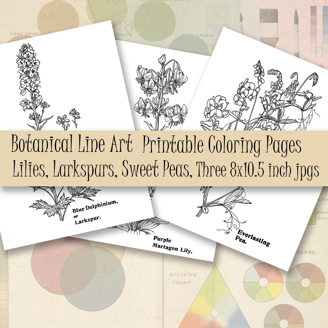 Printable Botanical Coloring Pages Set of 3 Digital 8 x 10.5 inch jpgs ...